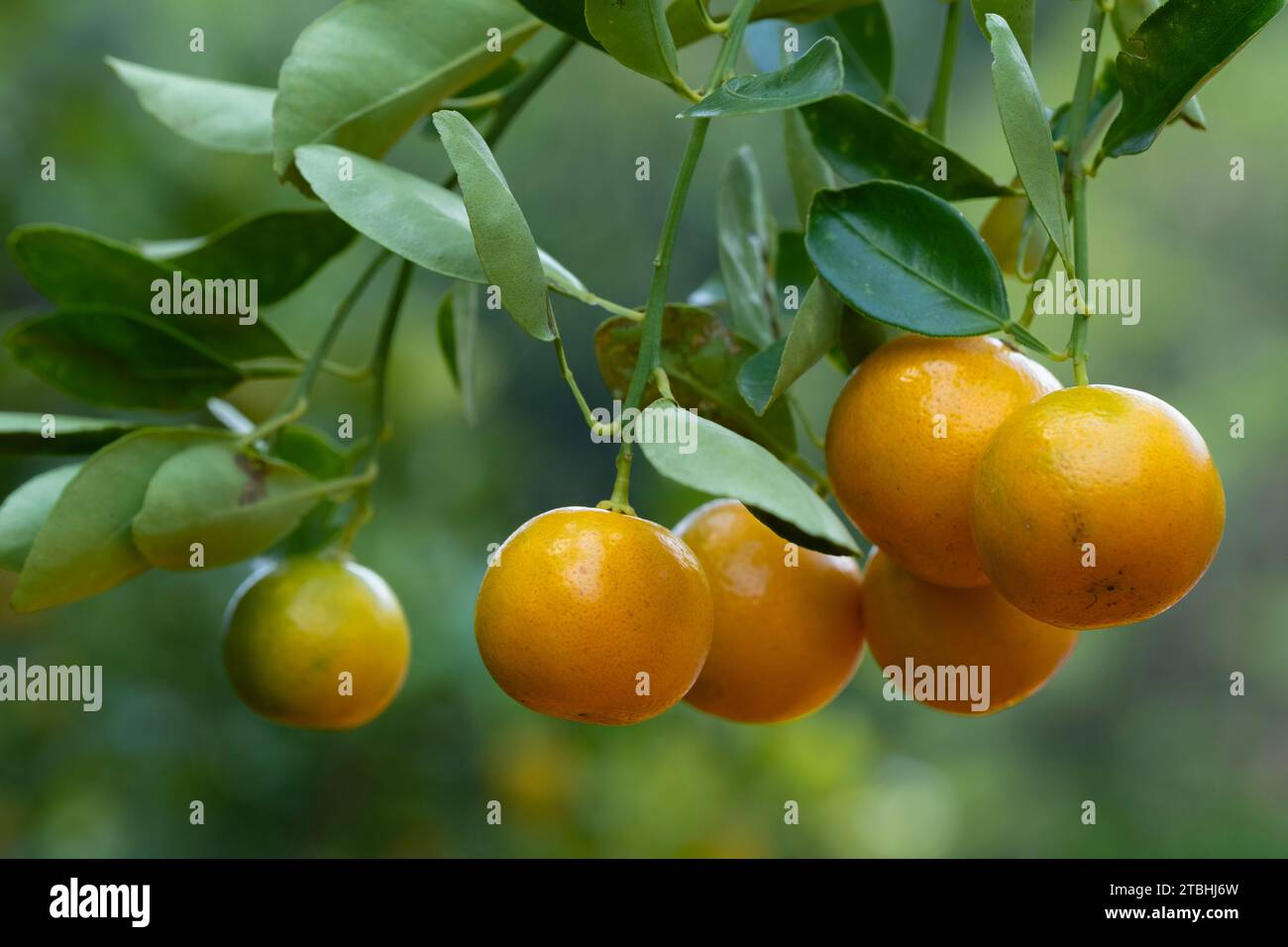 The octopus tree is an ornamental fruit tree, a small woody tree Stock ...