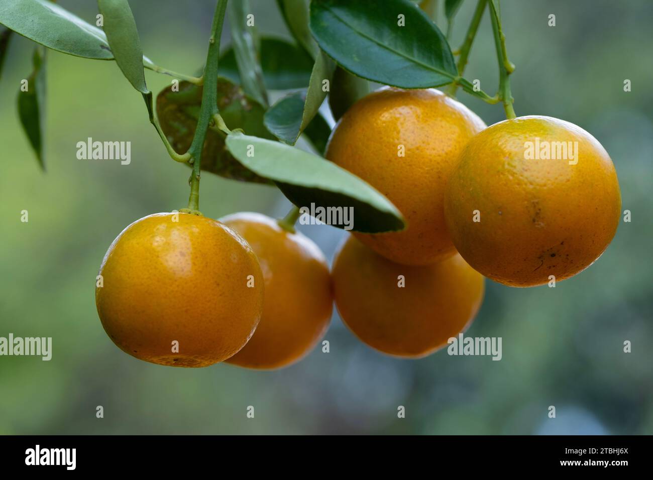 The octopus tree is an ornamental fruit tree, a small woody tree Stock ...