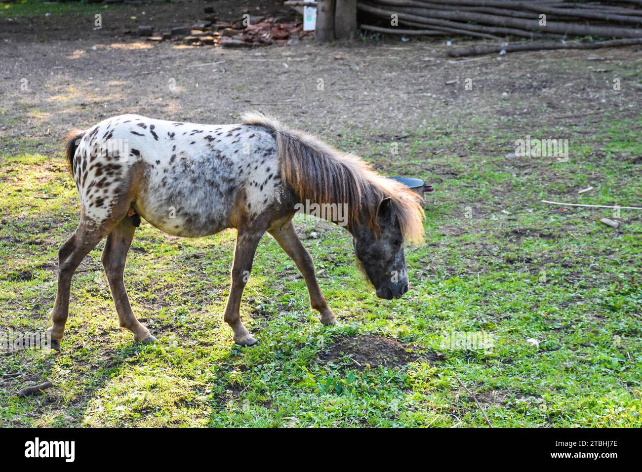Horse pony. The horse has lowered its head and wants to graze the grass ...