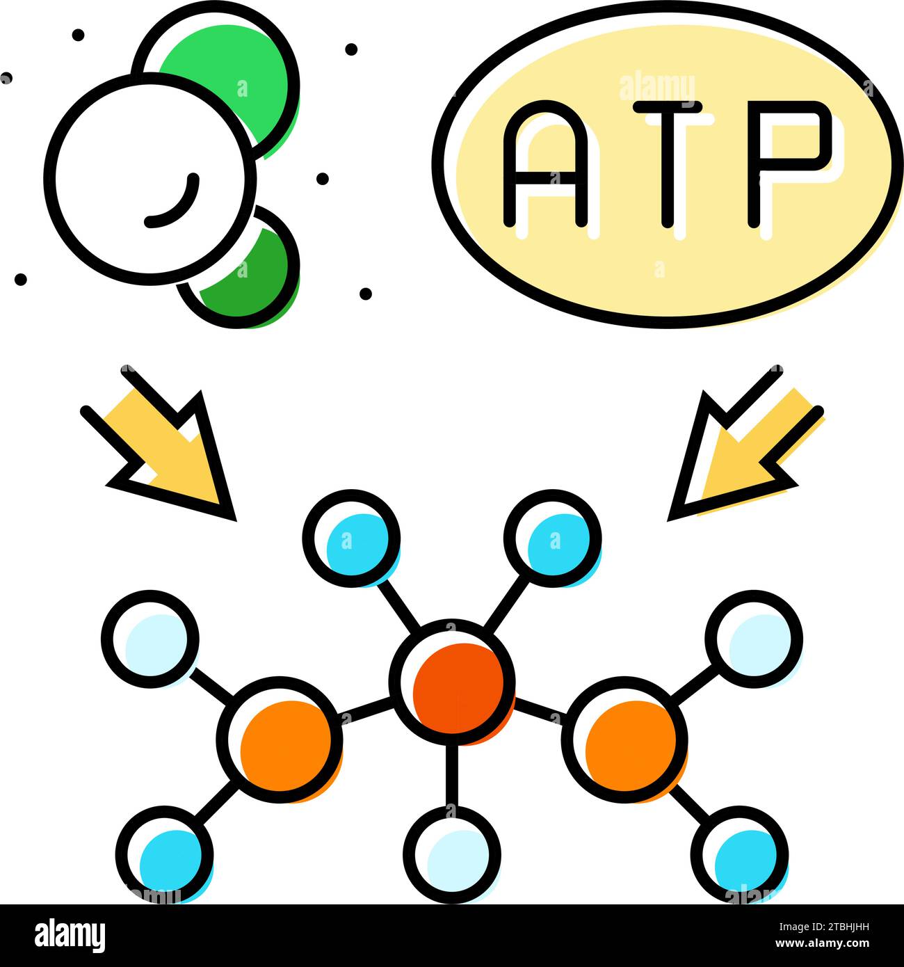 Anabolism Stock Vector Images - Alamy