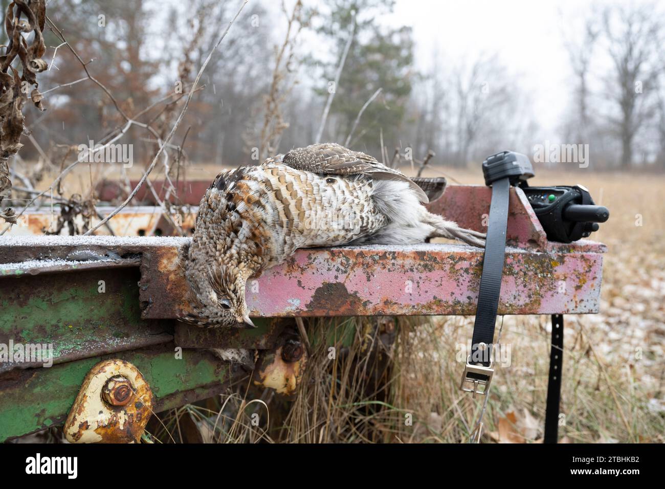 Upland hunting hi-res stock photography and images - Alamy