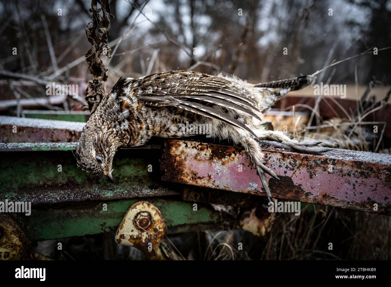 Ruffed Grouse hunting in Minnesota Stock Photo - Alamy
