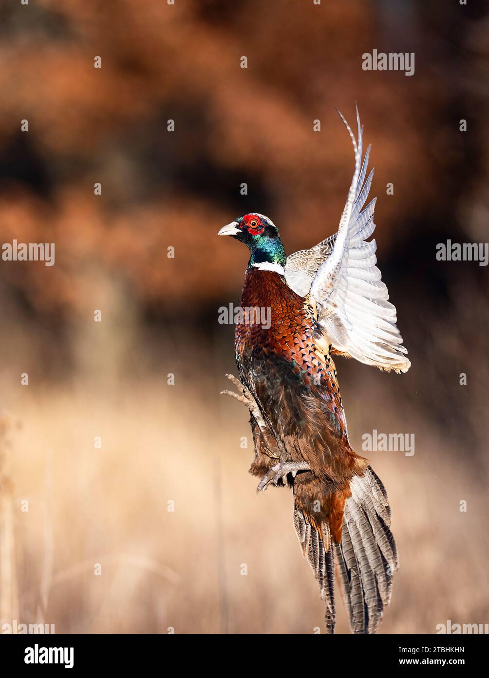 Rooster Pheasant in flight on a late autumn afternoon in South Dakota ...