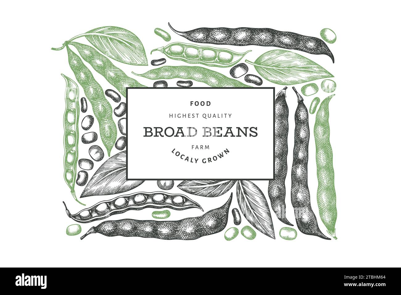 Hand drawn broad beans design template. Organic fresh food vector ...