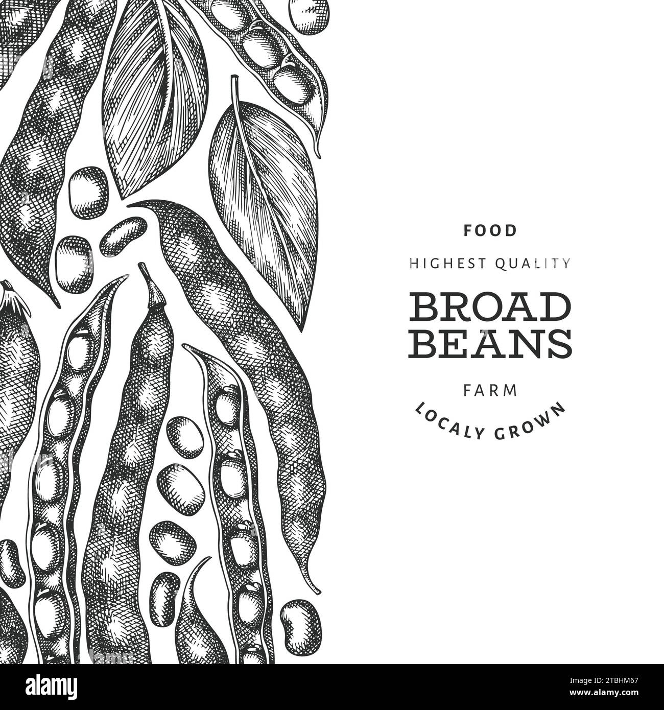 Hand drawn broad beans design template. Organic fresh food vector ...