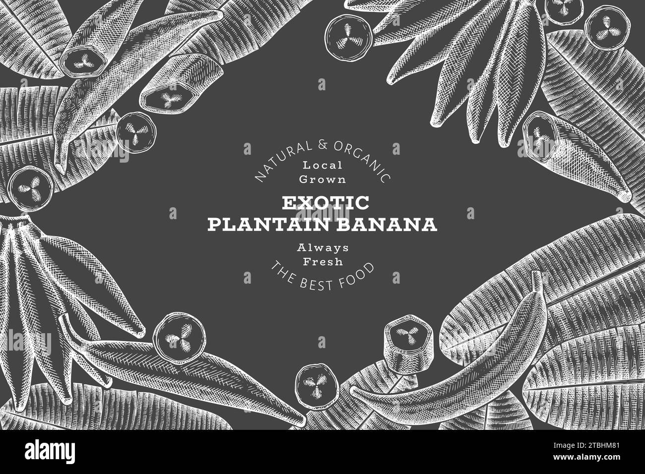 Hand drawn sketch style plantain banner. Organic fresh fruit vector ...