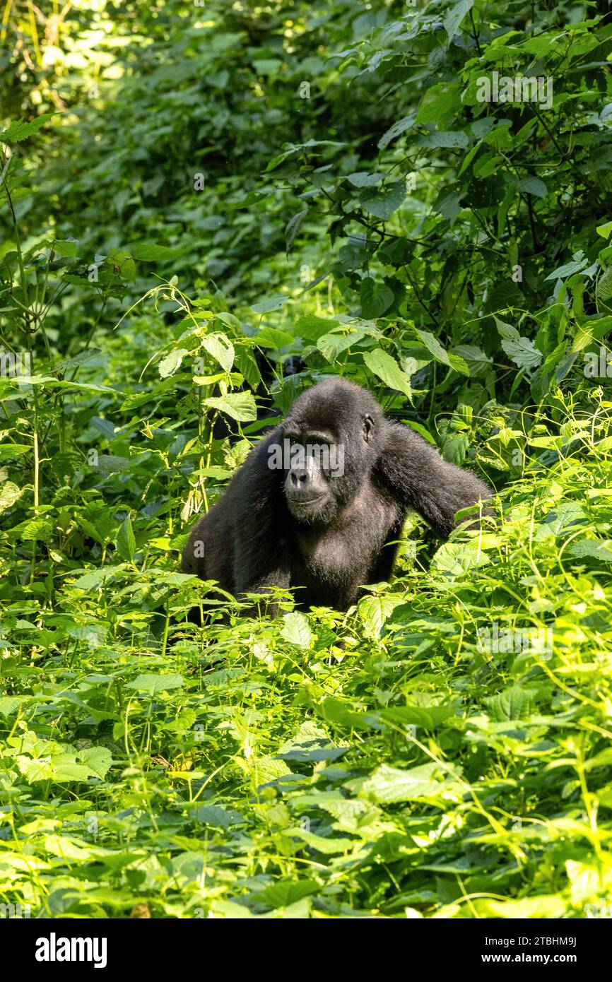 Adult female gorilla, gorilla beringei beringei, sitting in the lush ...