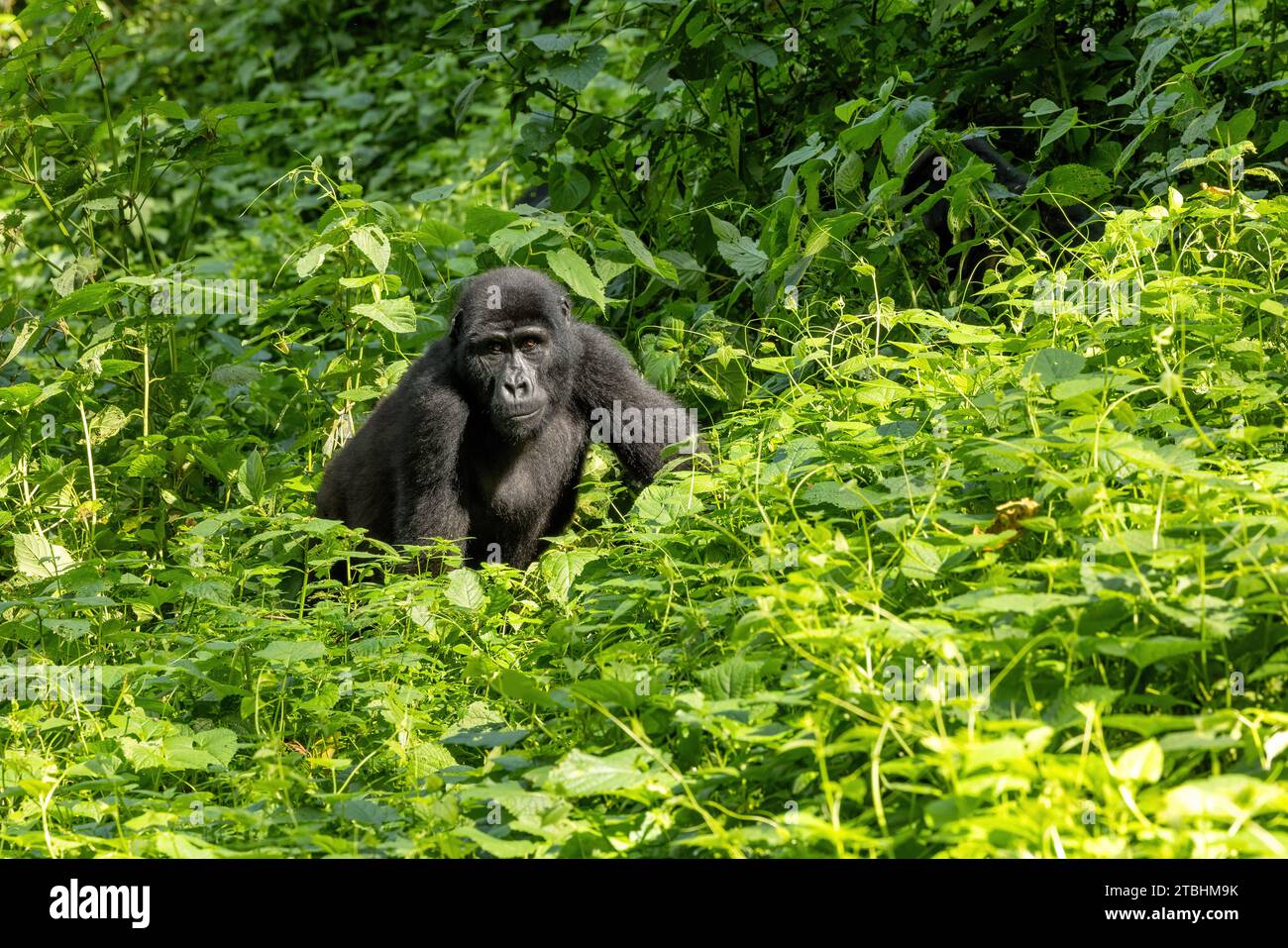 Adult female gorilla, gorilla beringei beringei, sitting in the lush ...