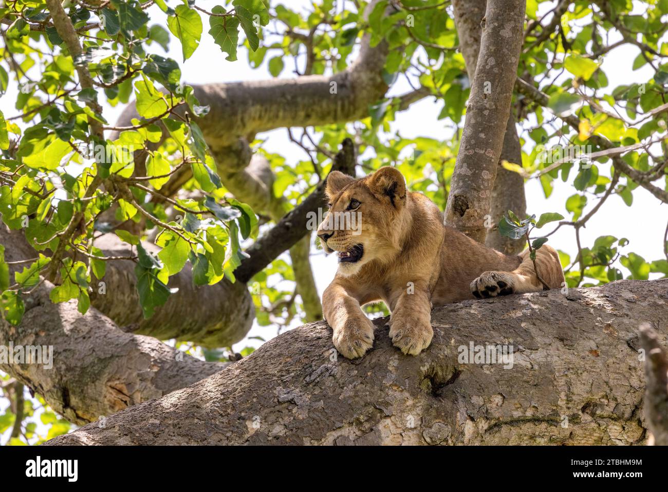 Watchful juvenile lion in a tree. The Ishasha area of Queen Elizabeth ...