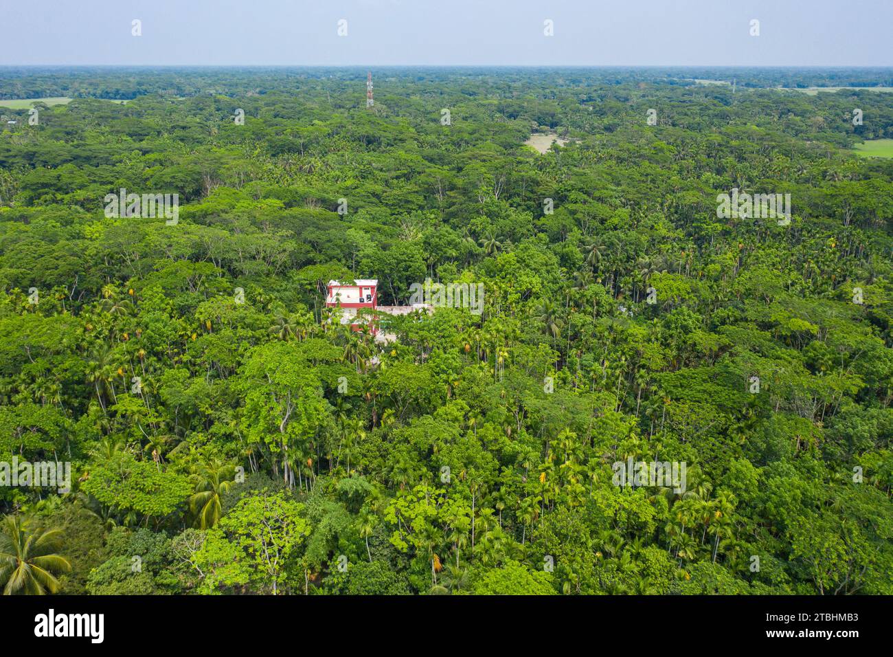 Green plantation surroundings of the rural houses of Jhalakati district ...