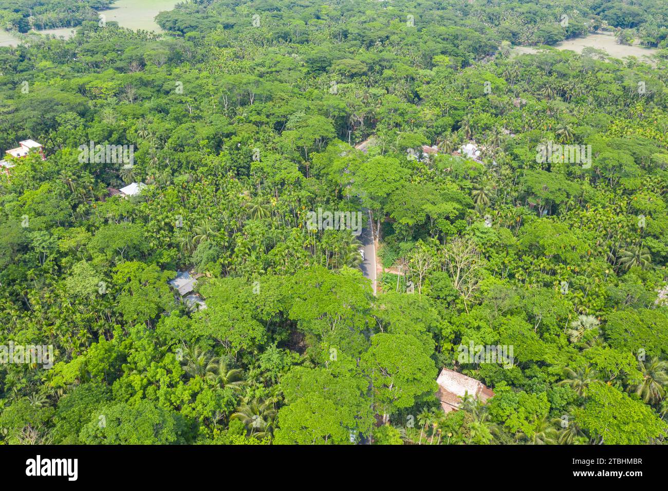 Green plantation surroundings of the rural houses of Jhalakati district ...