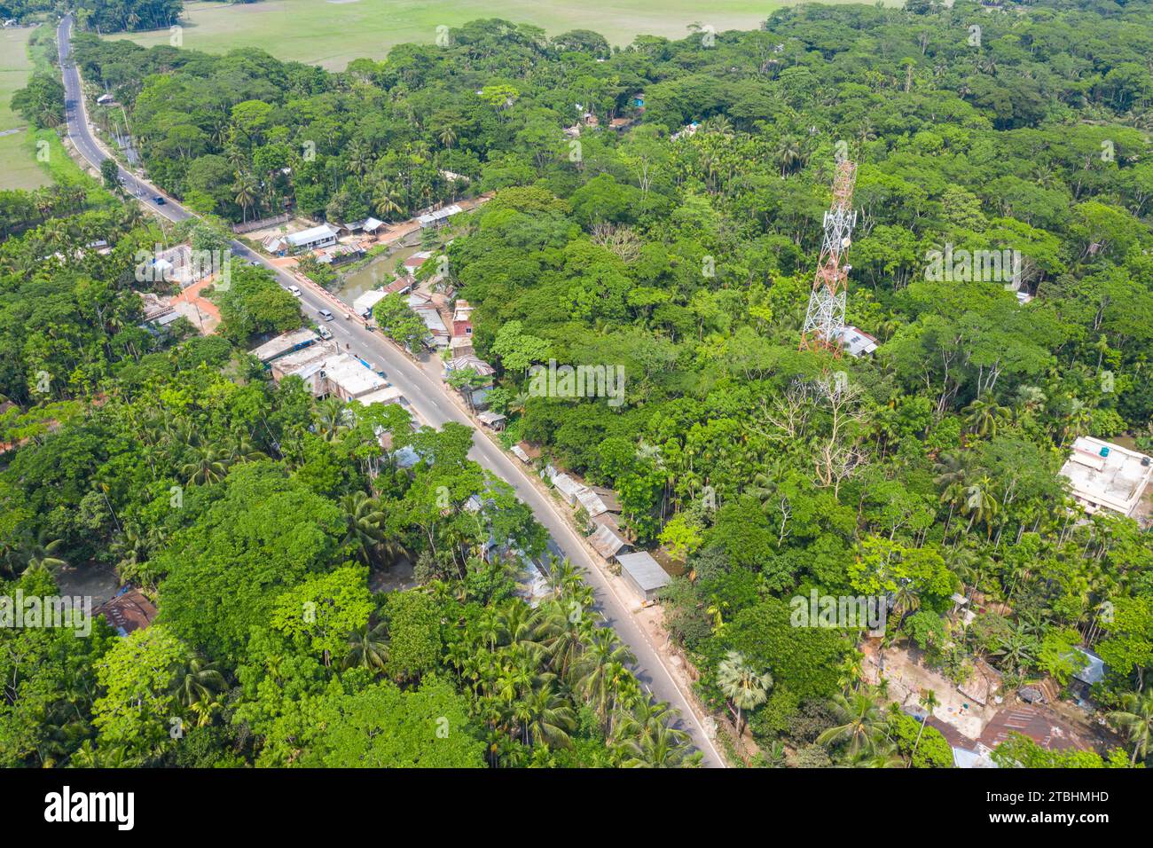 Green plantation surroundings of the rural houses of Jhalakati district ...