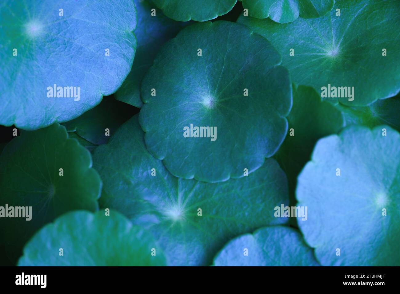Close-up detail macro texture bright blue green leave tropical forest ...