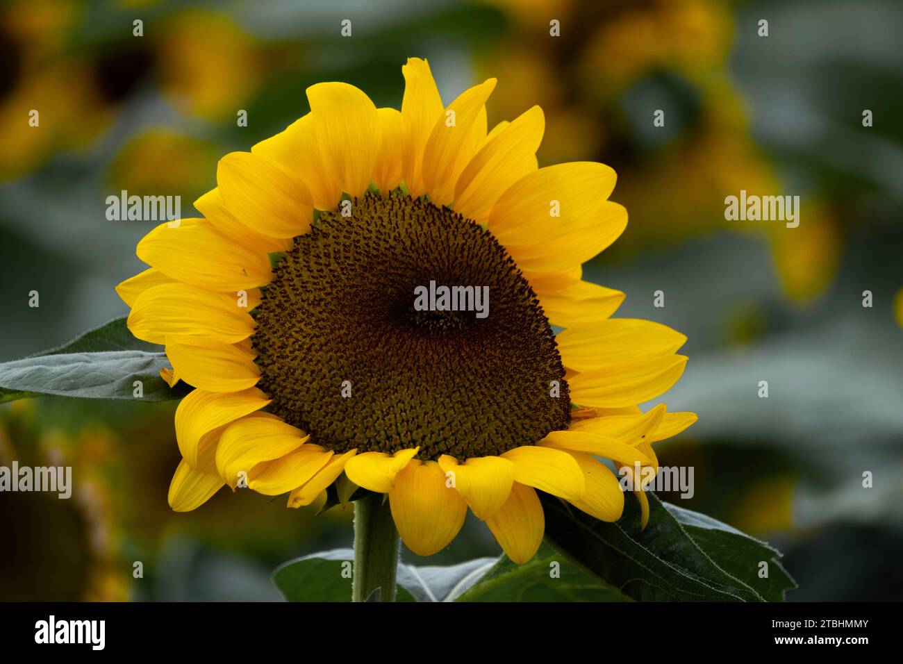 sunflower portrait in tropical country Stock Photo - Alamy
