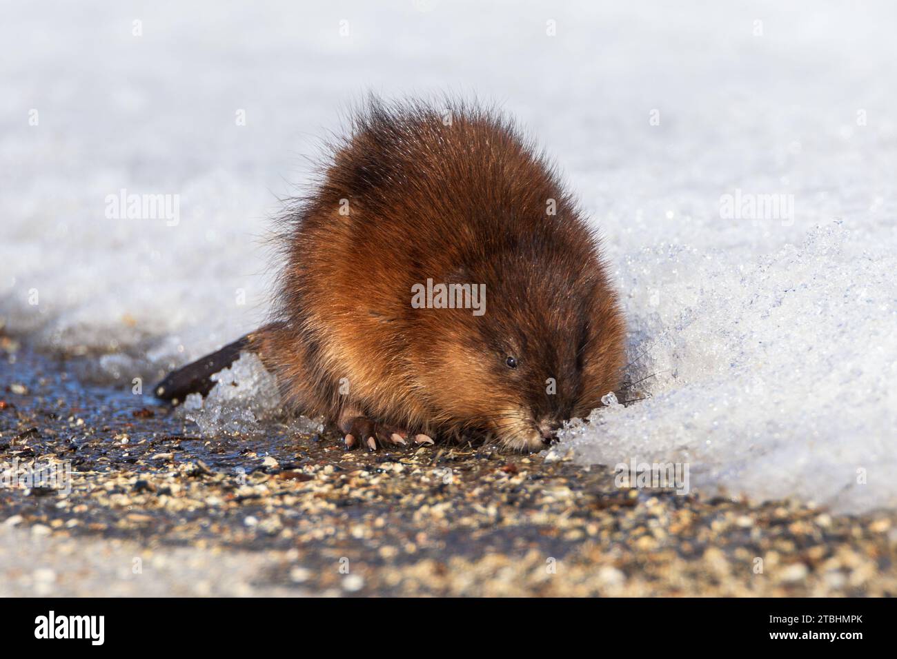 Tail of muskrat hi-res stock photography and images - Alamy