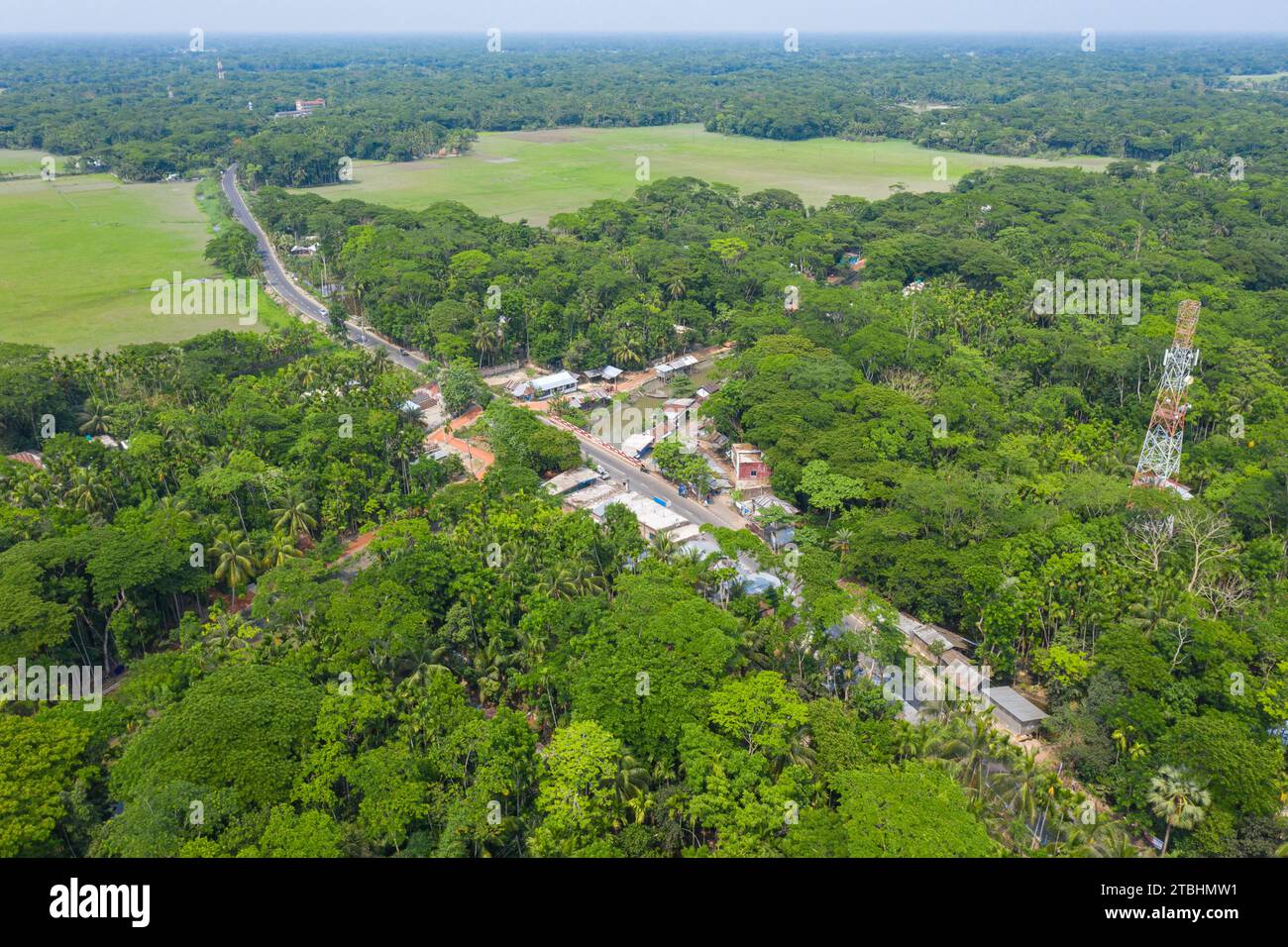 Green plantation surroundings of the rural houses of Jhalakati district ...