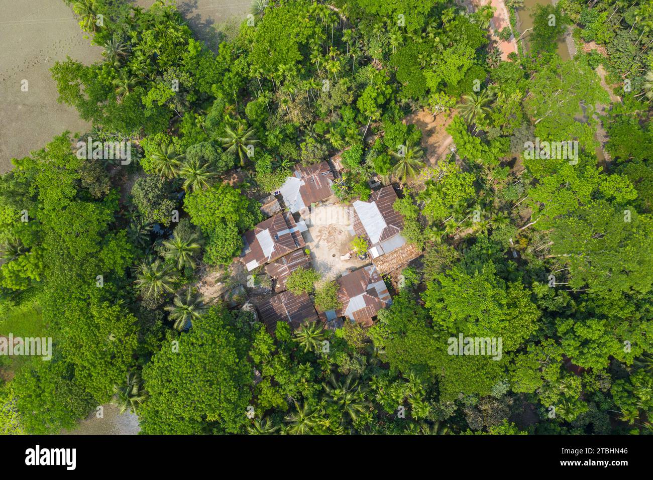 Green plantation surroundings of the rural houses of Jhalakati district ...