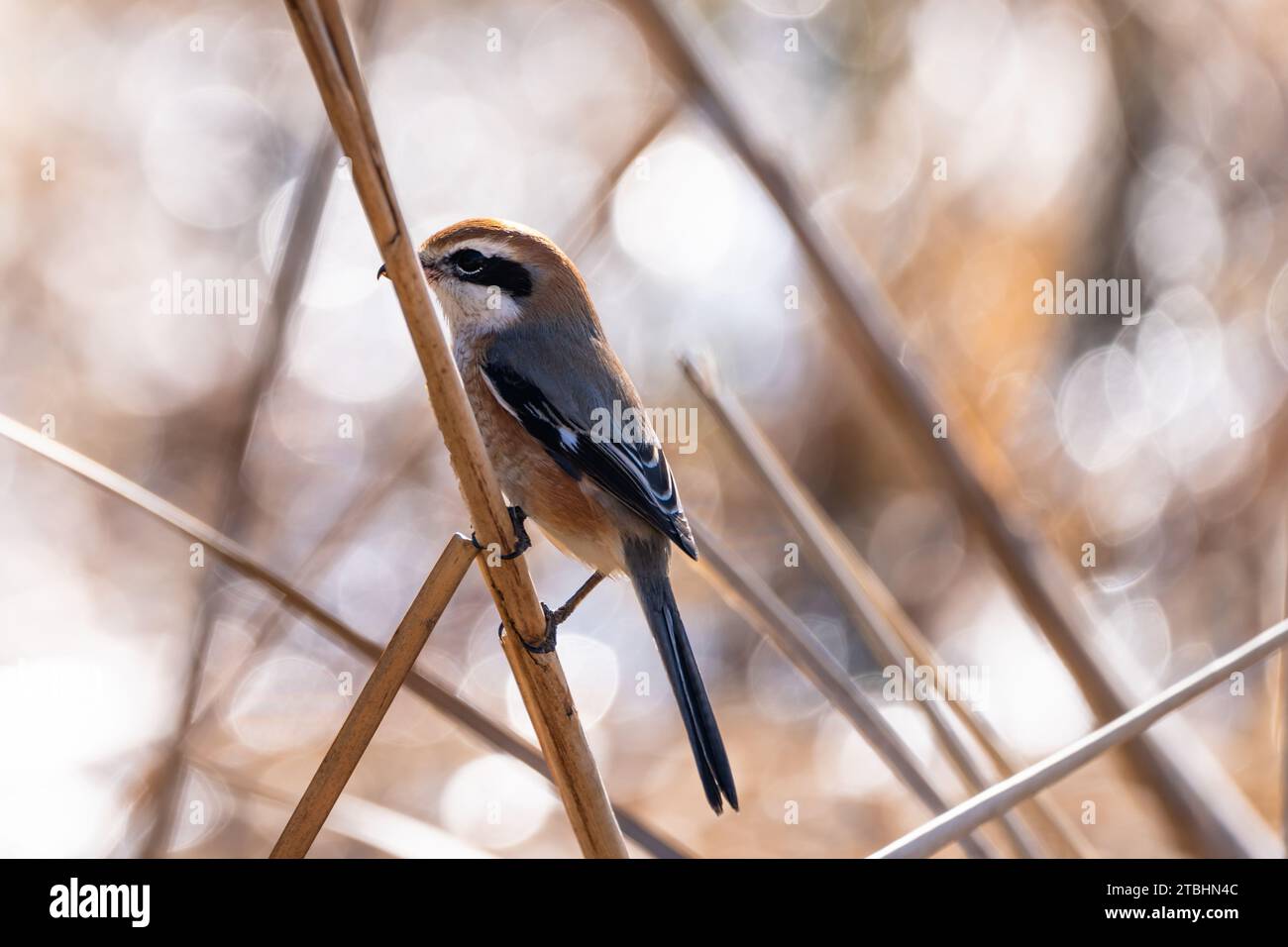 Birds I met while taking a walk at Gyeongancheon Ecological Park in the ...