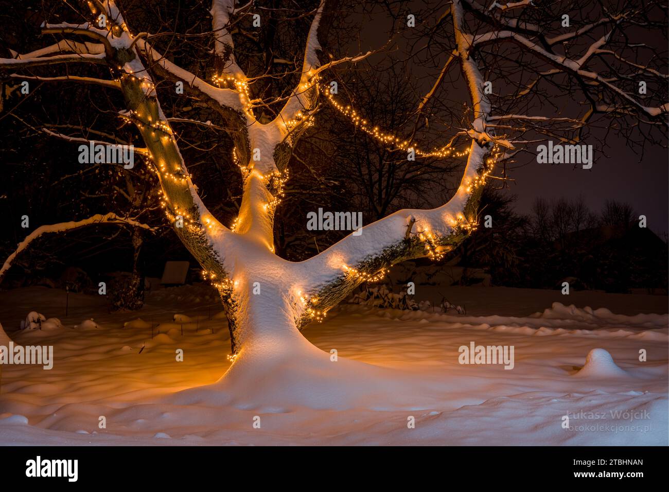 Big tree lights in landscape hi-res stock photography and images - Alamy