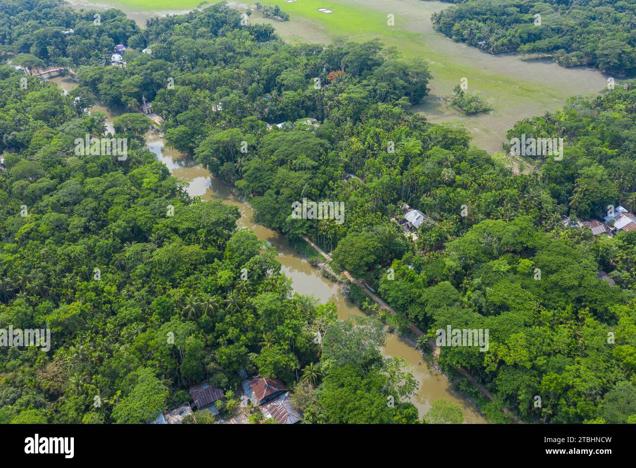 Green plantation surroundings of the rural houses of Jhalakati district ...