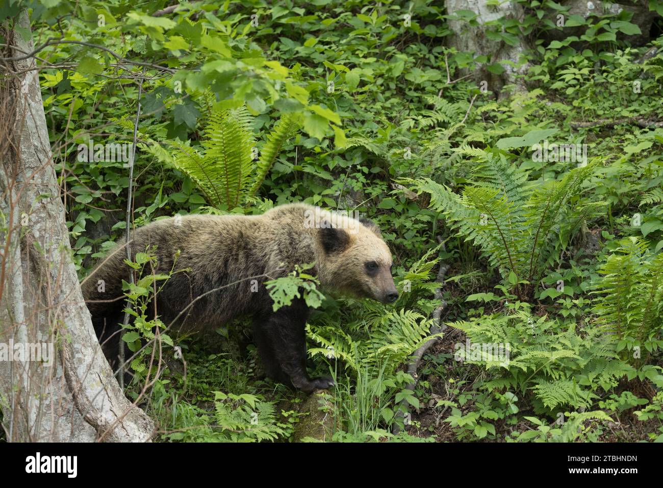 Ussuri brown bears hi-res stock photography and images - Alamy