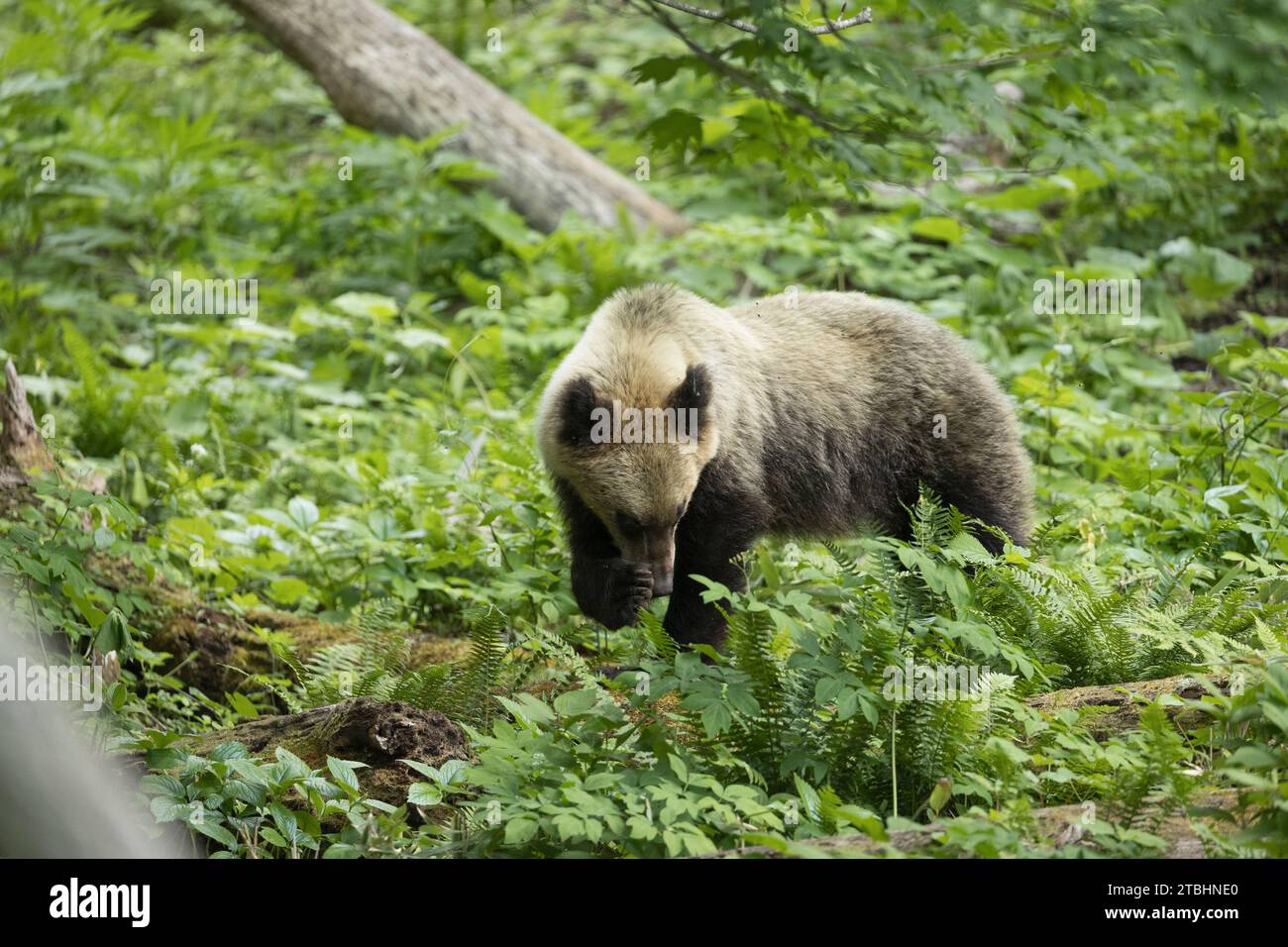 Shiretoko peninsula national park hi-res stock photography and images ...