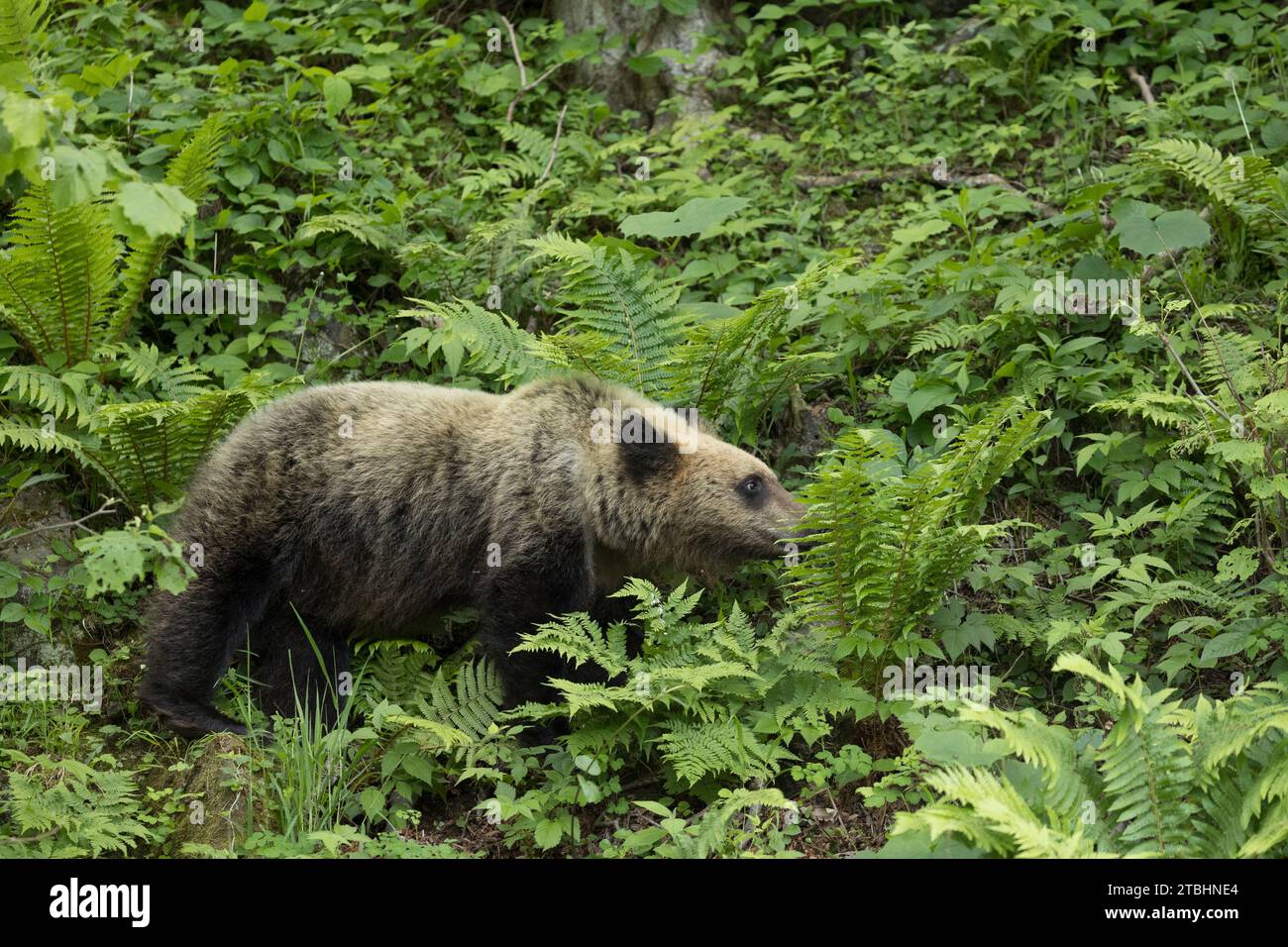 Shiretoko peninsula national park hi-res stock photography and images ...