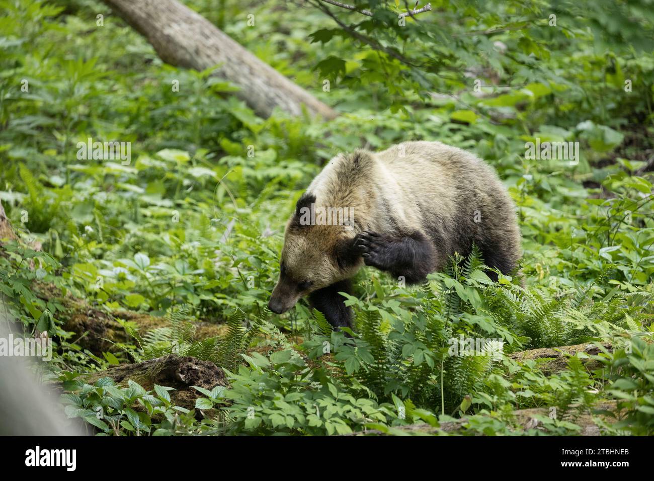 Ezo brown bears Shiretoko National Park Japan Stock Photo - Alamy