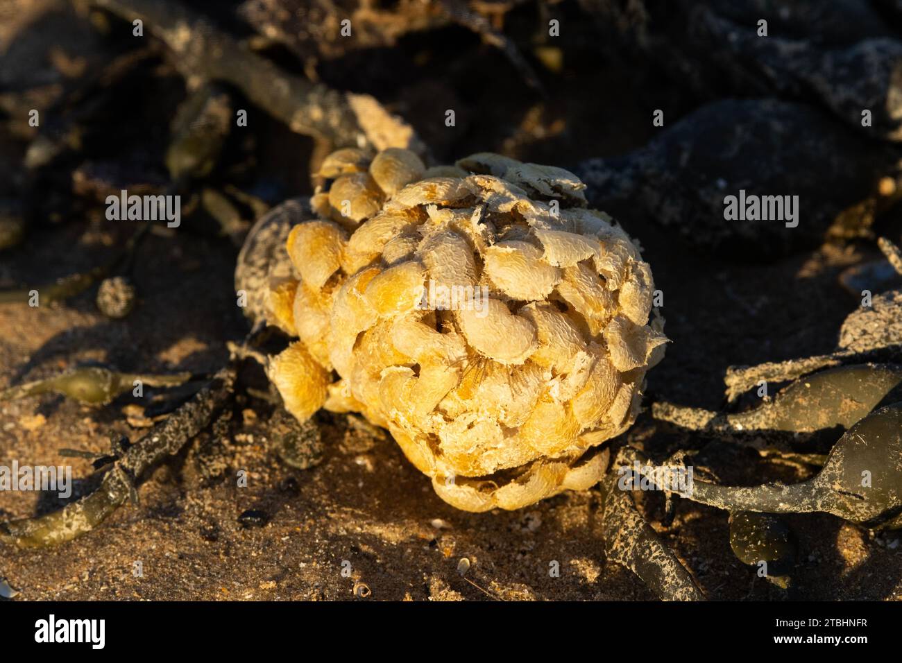 Whelk egg case hi-res stock photography and images - Alamy