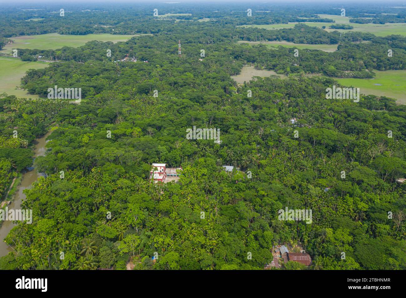 Green plantation surroundings of the rural houses of Jhalakati district ...