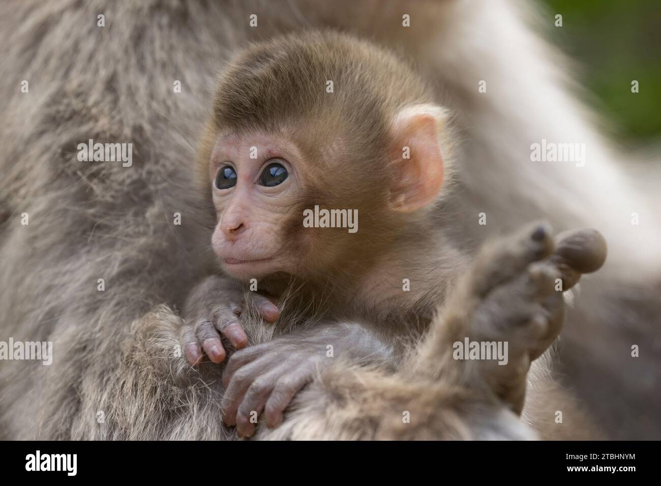 baby snow monkeys jigokudani park Japan Stock Photo - Alamy