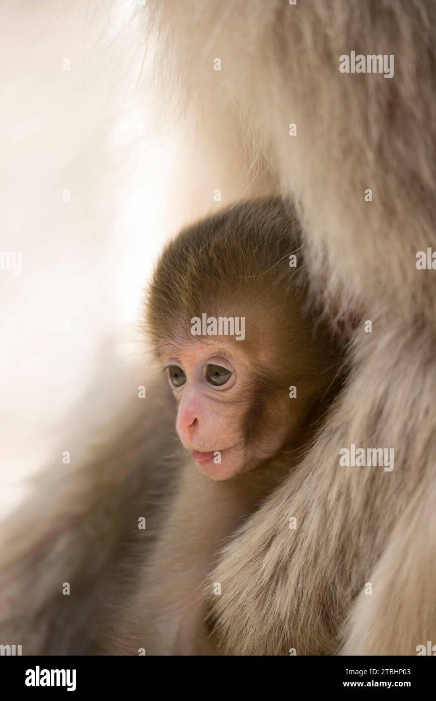 Joshinetsu kogen national park hi-res stock photography and images - Alamy