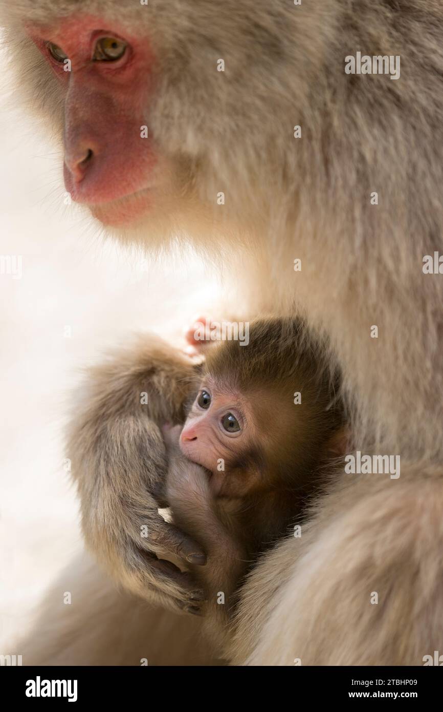 baby snow monkeys jigokudani park Japan Stock Photo - Alamy