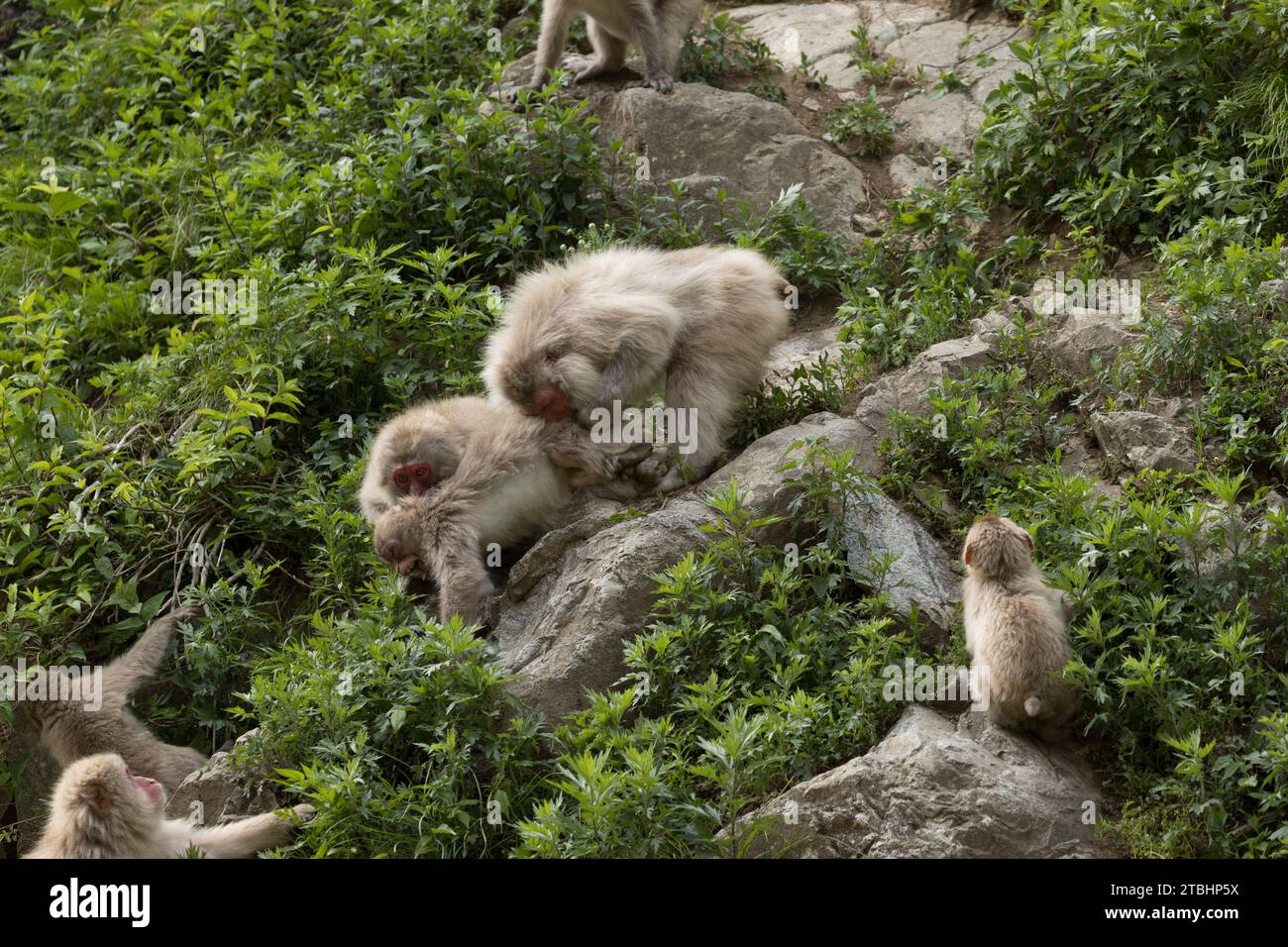 Monkey spotting hi-res stock photography and images - Alamy