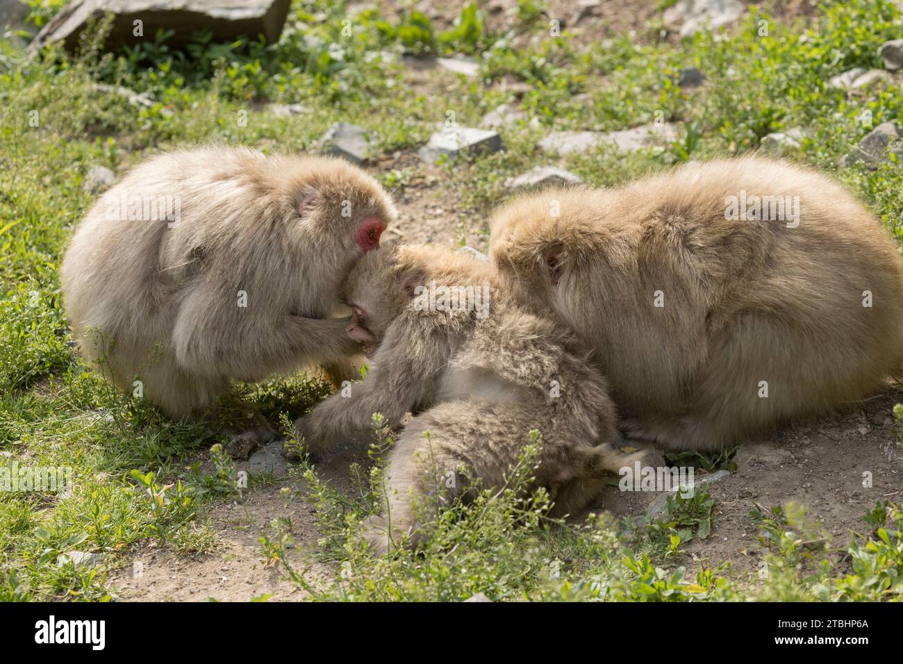 baby snow monkeys jigokudani park Japan Stock Photo - Alamy