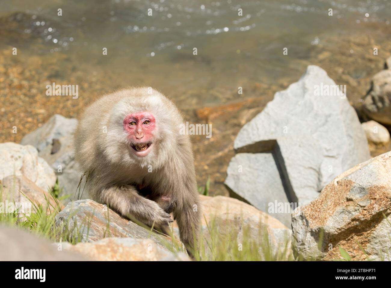 Jigokudani national park young monkey hi-res stock photography and ...