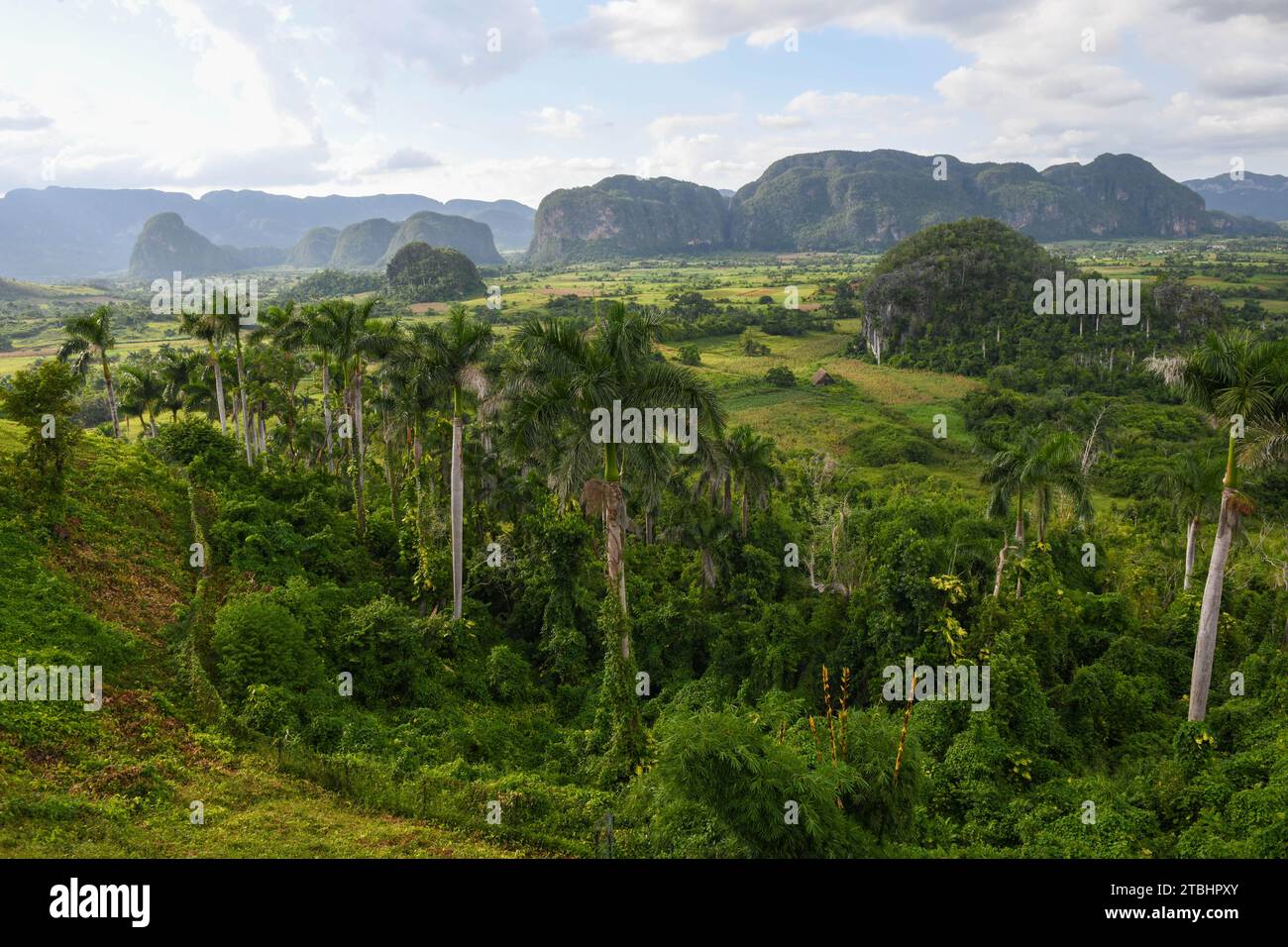 View of rural countryside with Mogotes at Vinales on Cuba Stock Photo ...
