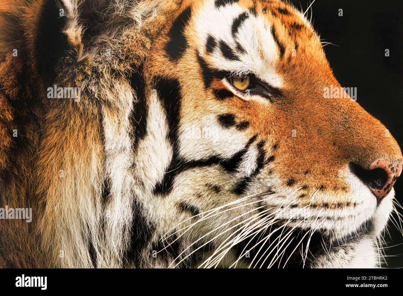 Endangered Amur Tiger head shot Stock Photo - Alamy