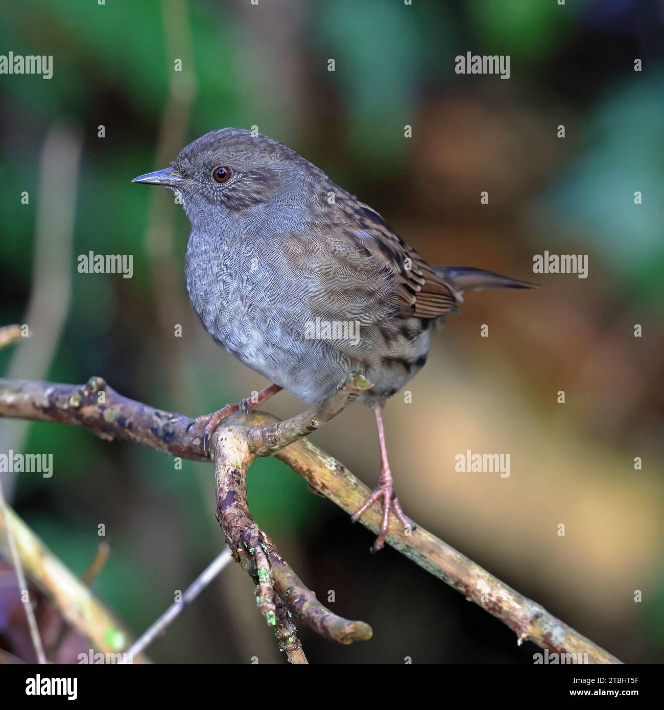 Dunnock, or Hedge Sparrow (Prunella Modularis Stock Photo - Alamy