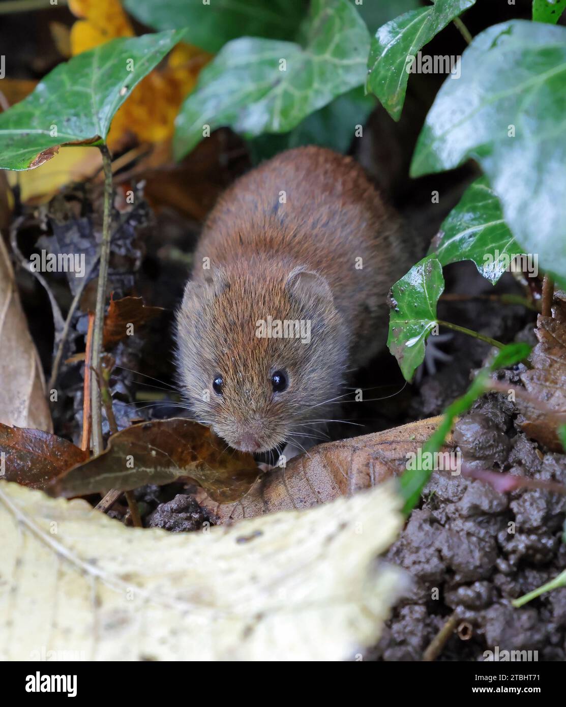 Bank Vole (Myodes Glareolus Stock Photo - Alamy