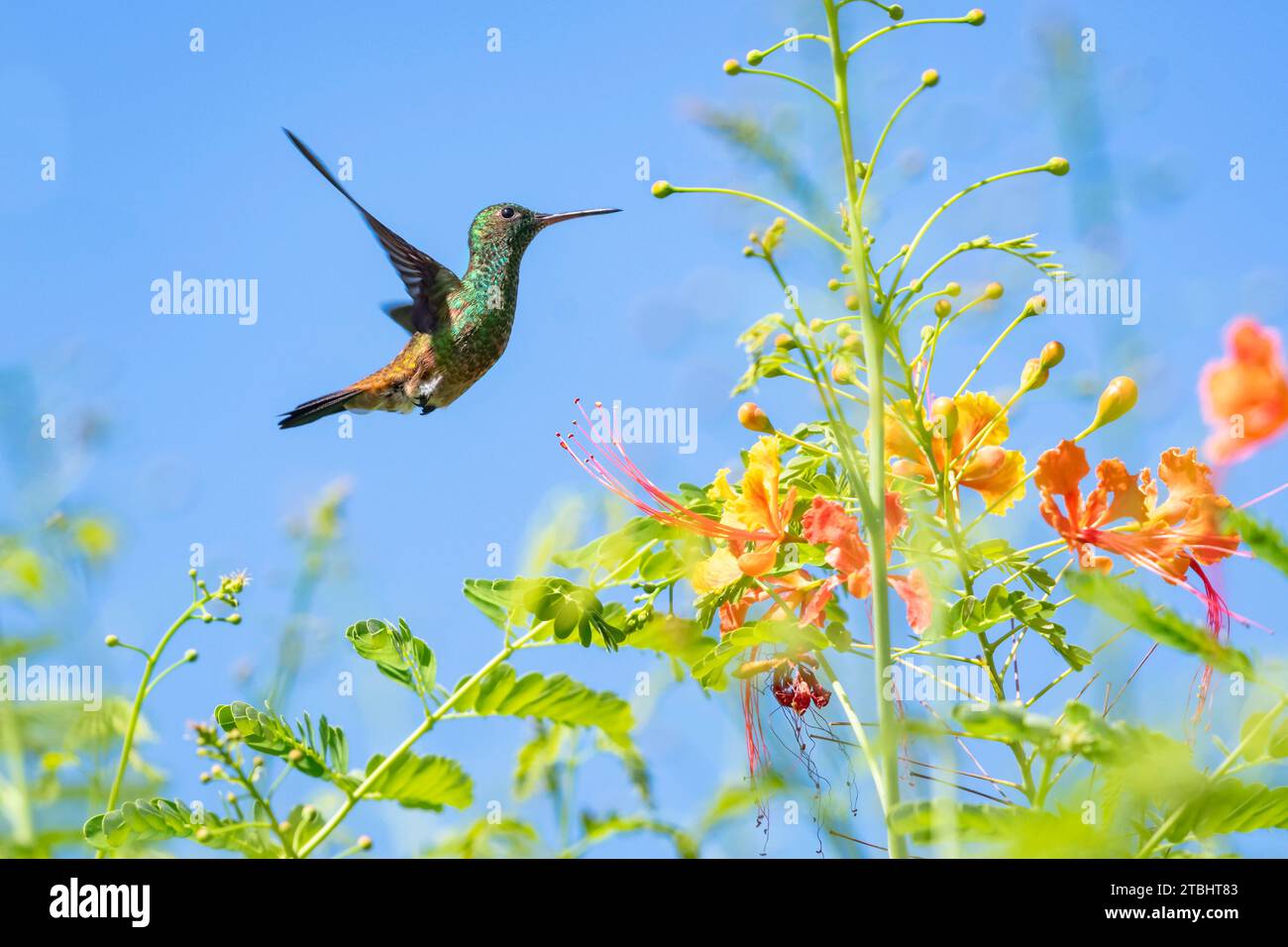 Beautiful Copper-rumped hummingbird hovering in a Pride of Barbados ...