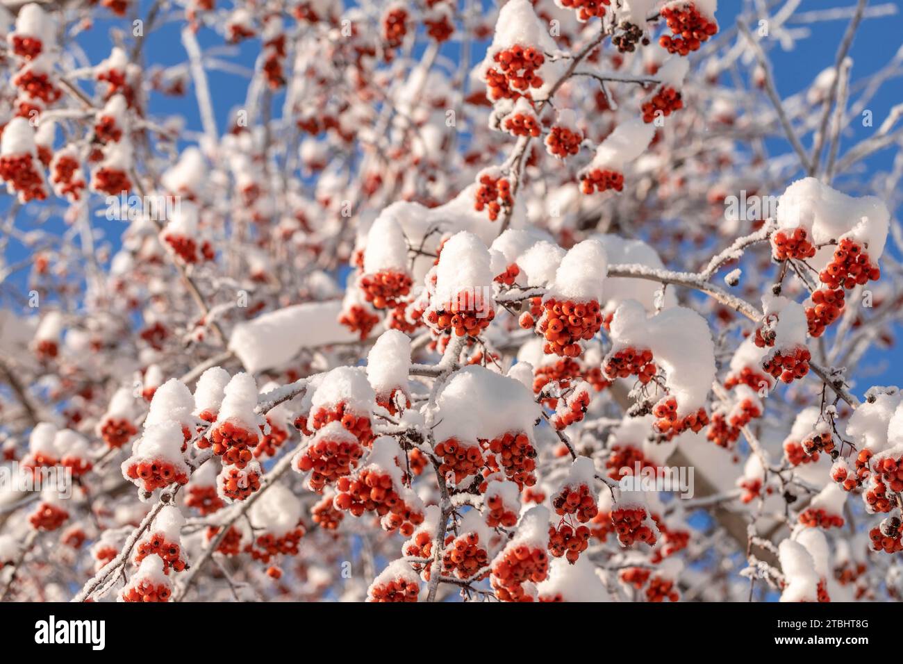Branches of rowan tree with red berries covered by snow on bright clean ...