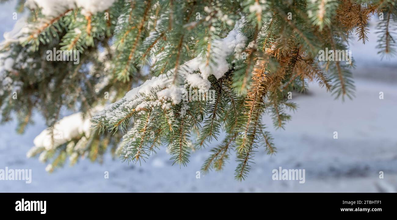 Branches of large blue spruce tree with snow on them on snowy ...