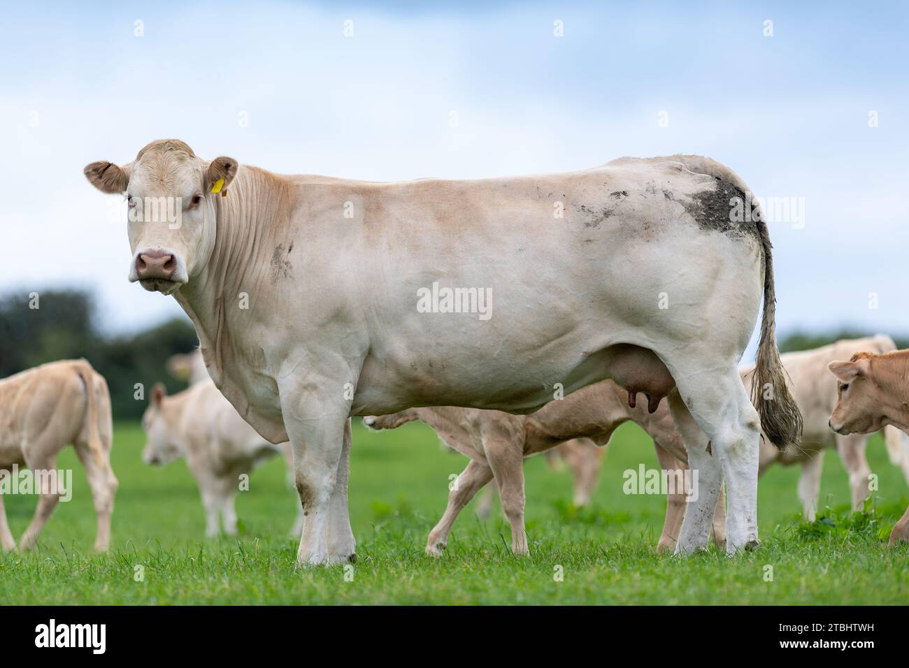 Beef animal hi-res stock photography and images - Alamy