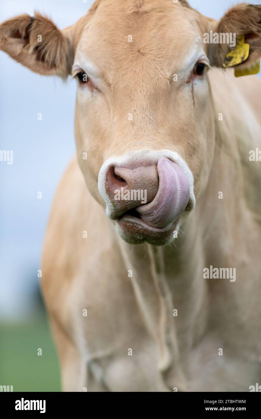 Beef cow licking its own nose. Durham, UK Stock Photo - Alamy