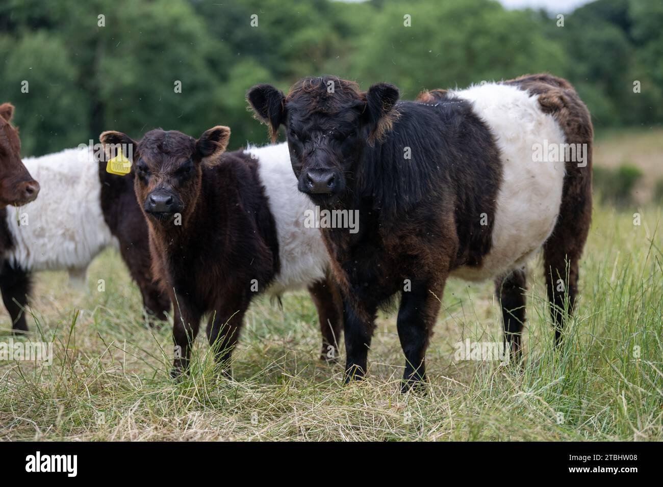 Herd of Belted Galloway cattle on marginal scrubland, being used to ...