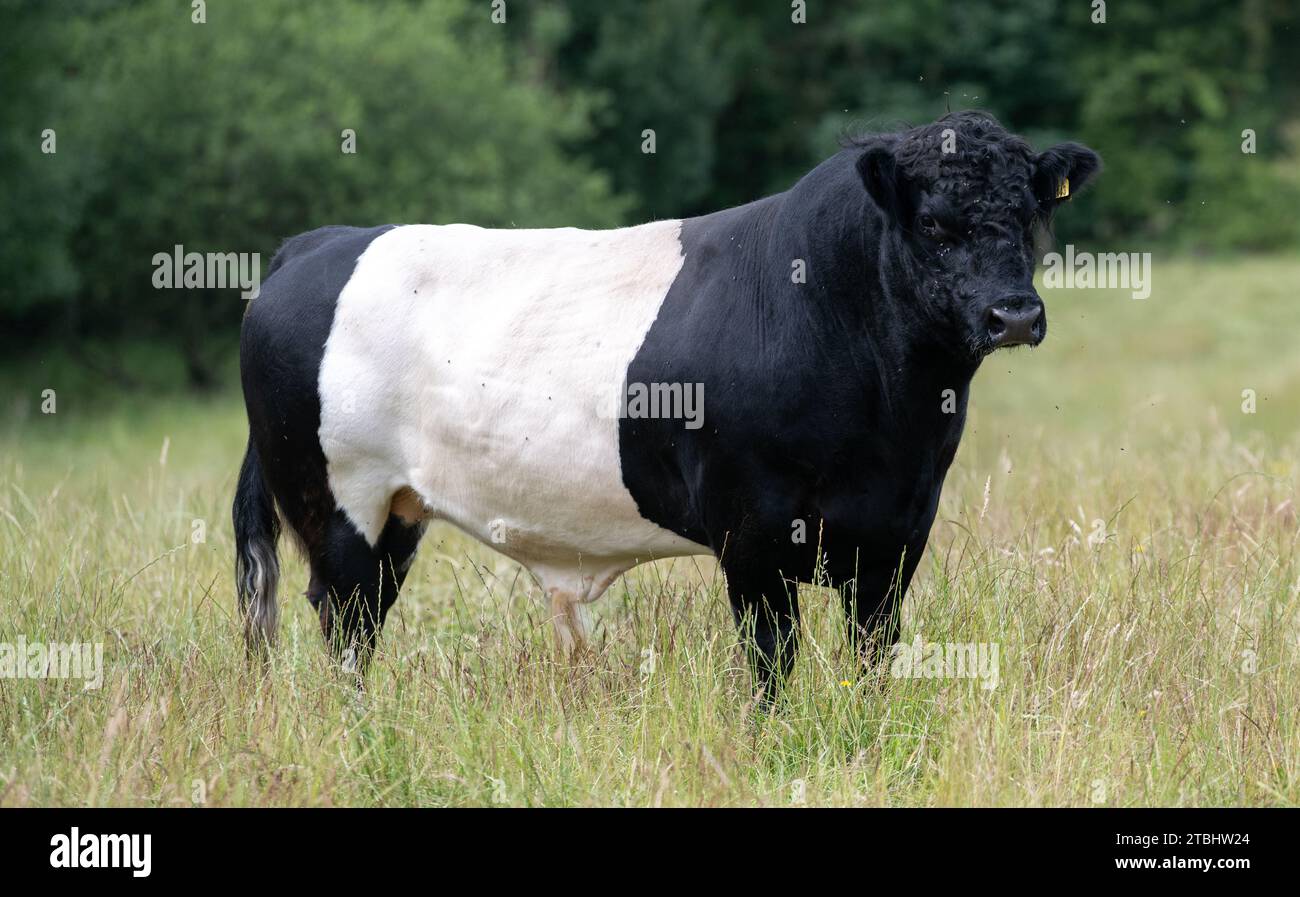 Herd of Belted Galloway cattle on marginal scrubland, being used to ...