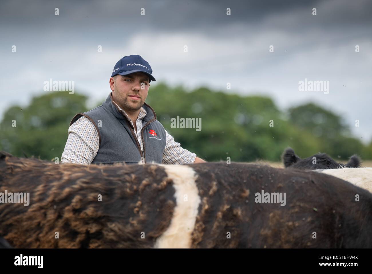 Beef farmer looking at his herd of Belted Galloway cattle, a hardy ...