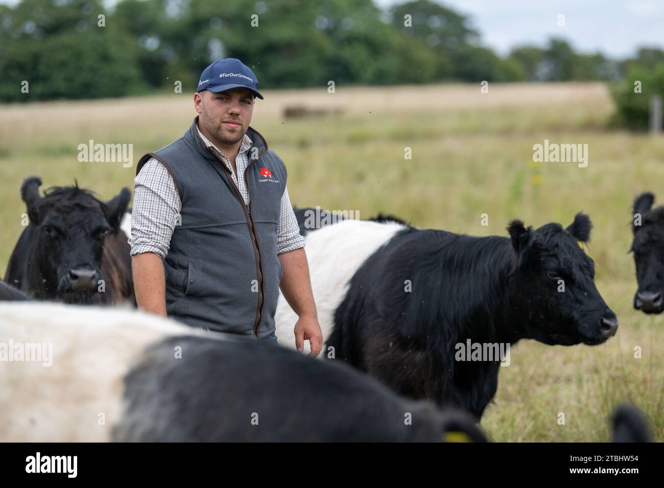 Beef farmer looking at his herd of Belted Galloway cattle, a hardy ...
