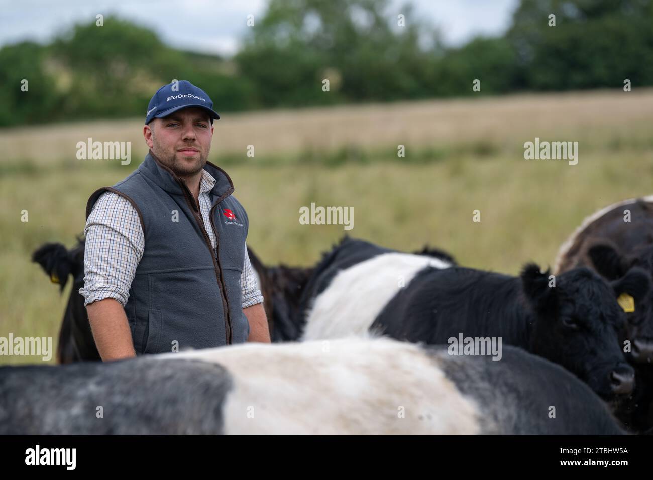 Beef farmer looking at his herd of Belted Galloway cattle, a hardy ...